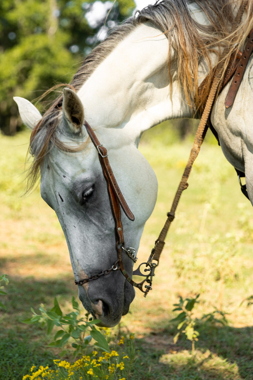Ranch Resort in East Texas | Home | Dead Cat Ranch